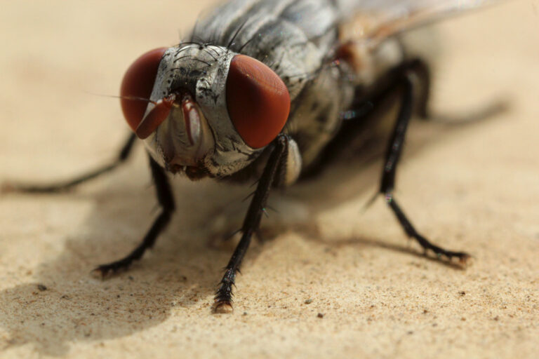 Explorando la Biología de la Mosca en México: Especies, Ciclos de Vida ...